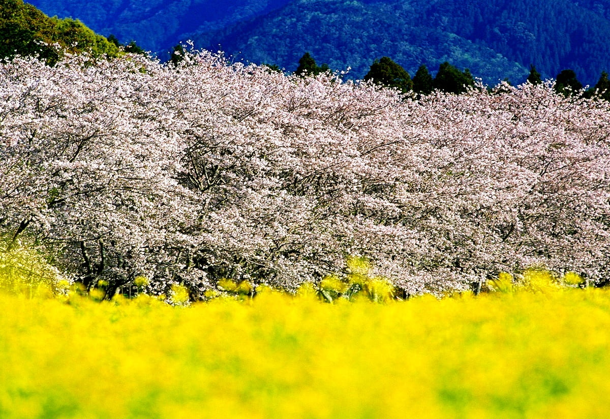 Bakgrund Japan, Raps, Blommor | Topp Gratis Bilder