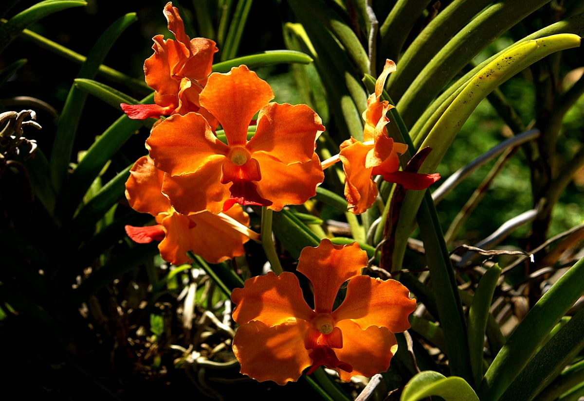 Bakgrund Blommor, Orkide, Flora | Gratis Bilder