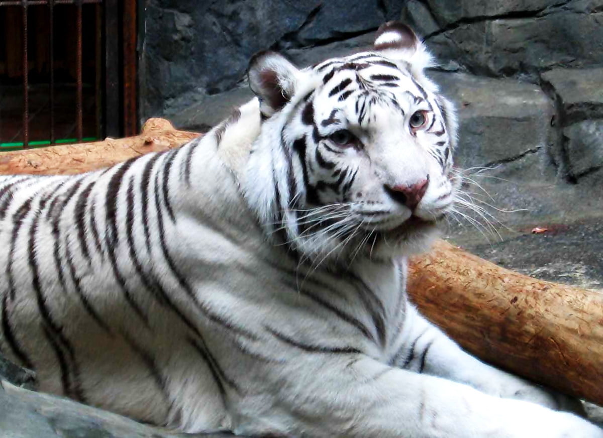 Vacker skrivbordsbakgrund Tiger, Bengalisk Tiger, Sibirisk Tiger ...