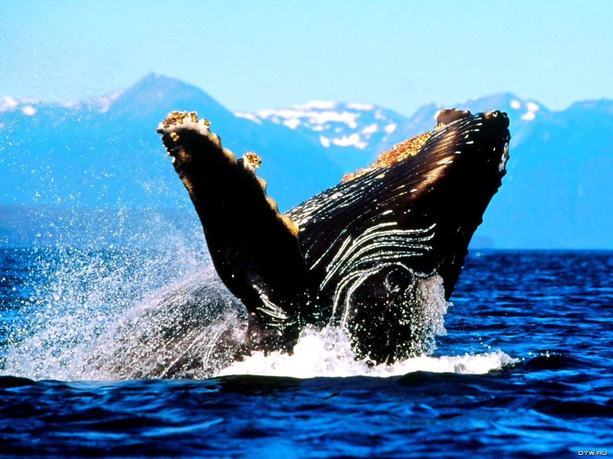 Bakgrund Val, Ocean, Djur | Gratis Bilder