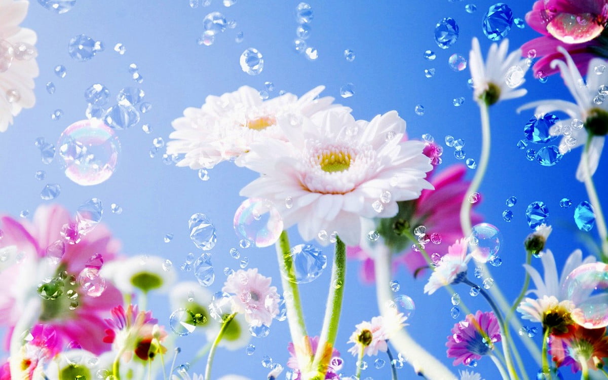 Bakgrundsbild Ömhet, Blommor, Vild Blomma | Topp Gratis Bakgrunder