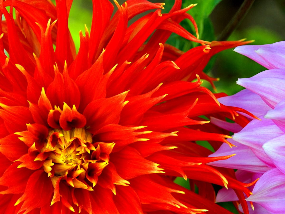 Bakgrundsbild Blommor, Röda, Kronblad | Gratis Bilder