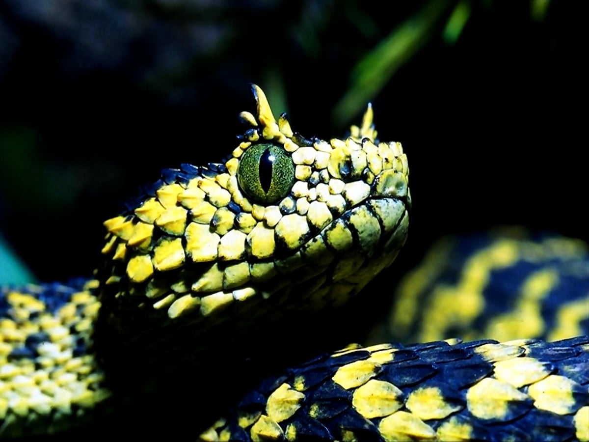 Bakgrundsbild Orm, Reptil, Djur | Gratis Nedladdning