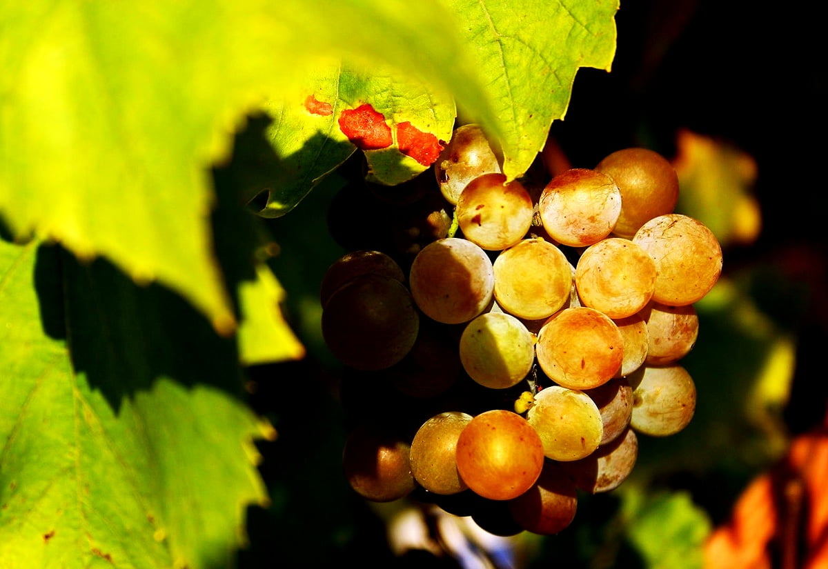 Frukter, Druva, Vindruvsblad bakgrund | Gratis Bilder
