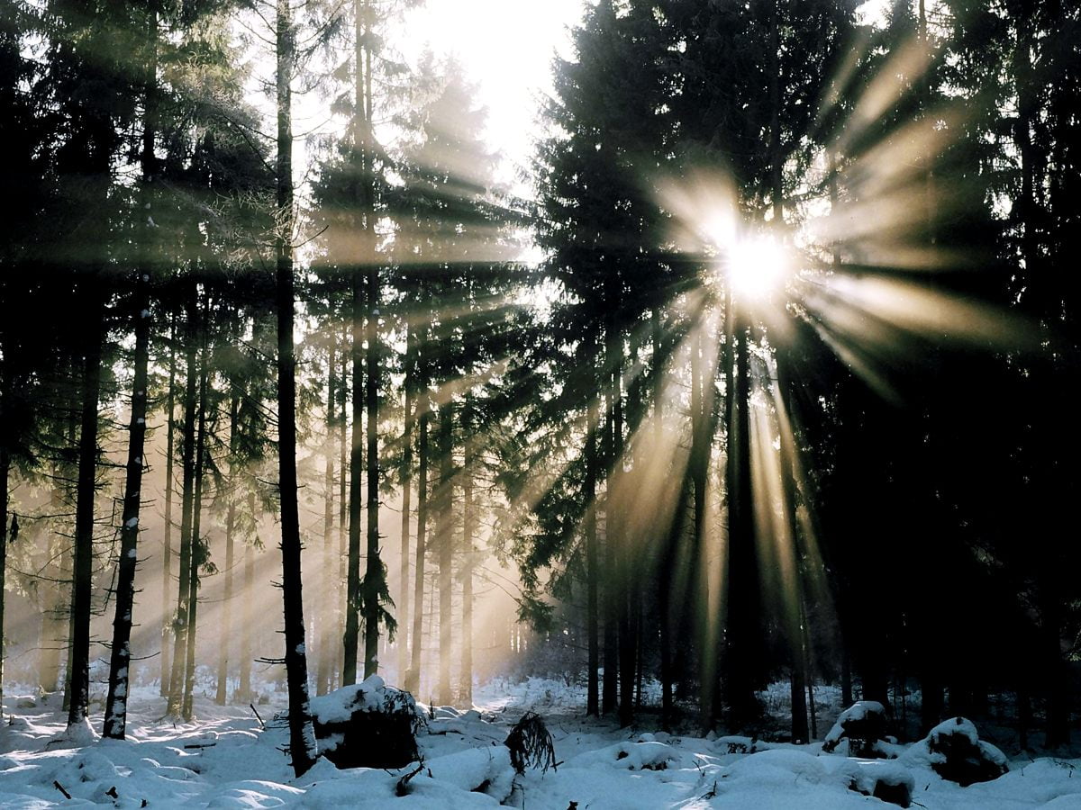 Bakgrundsbild Skog, Vinter, Natur | Ladda Ner Skrivbordsbilder