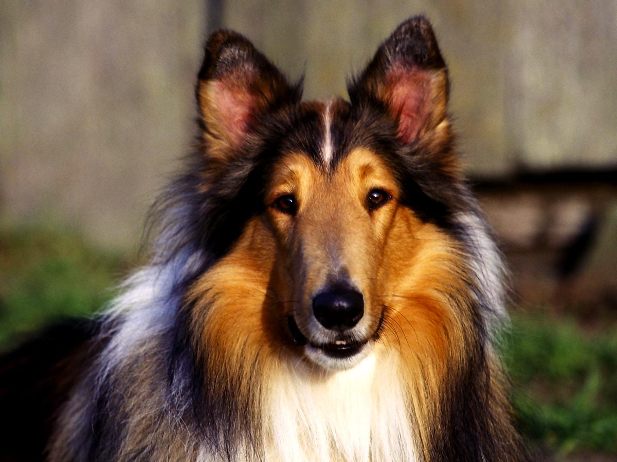 Bakgrundsbild Hundar, Skotsk Collie, Australisk Collie | Gratis ...