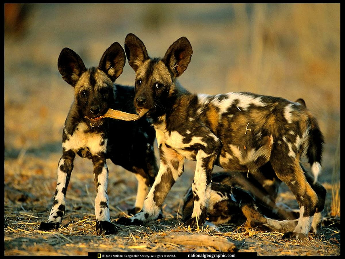 Bakgrundsbild National Geographic, Vilda Djur, Nat Geo | Ladda Ner Bilder