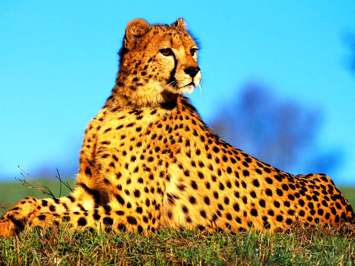 20+ Gepard bakgrundsbilder HD | Ladda Ner Gratis