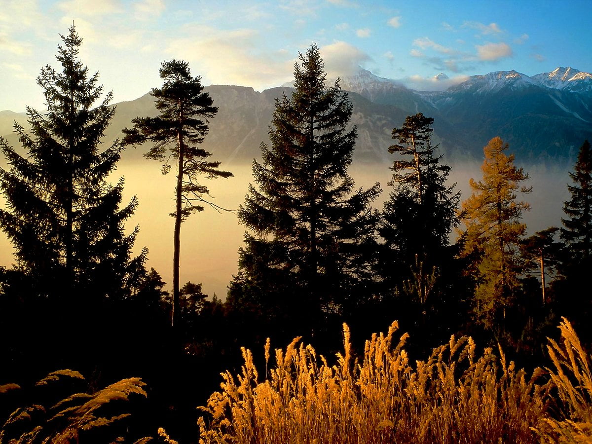20+ Kortbladig gran bakgrundsbilder HD | Ladda Ner Gratis