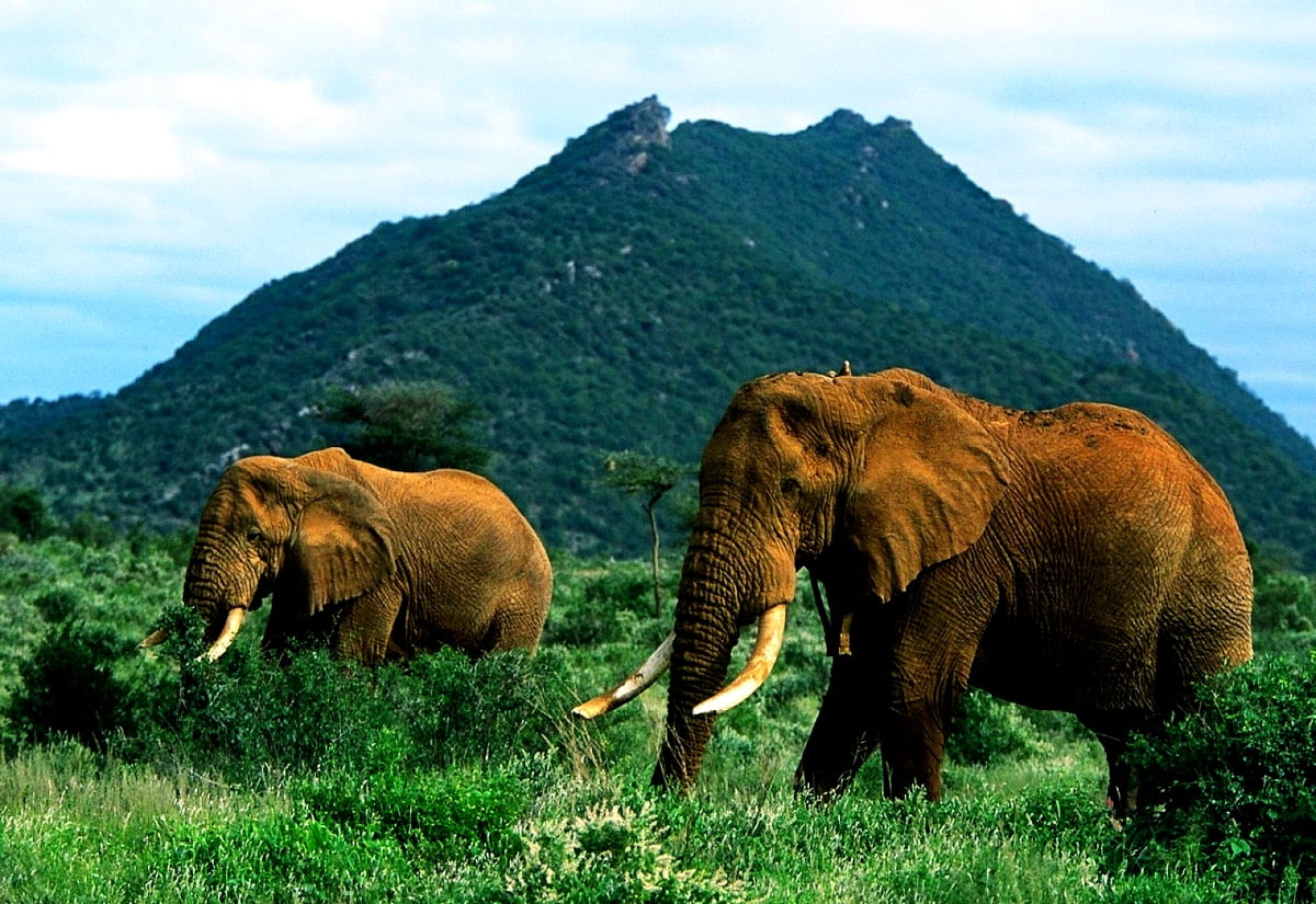 20+ Elefant bakgrundsbilder HD | Ladda Ner Gratis