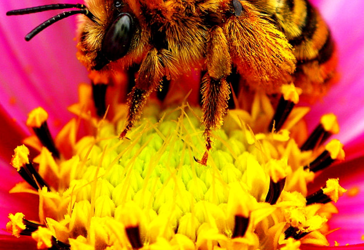 Bakgrundsbild Bi, Honungsbi, Insekter | Gratis Nedladdning
