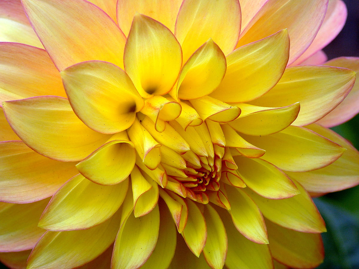 Bakgrund Blommor, Makro Blomma, Kronblad | Gratis Bilder