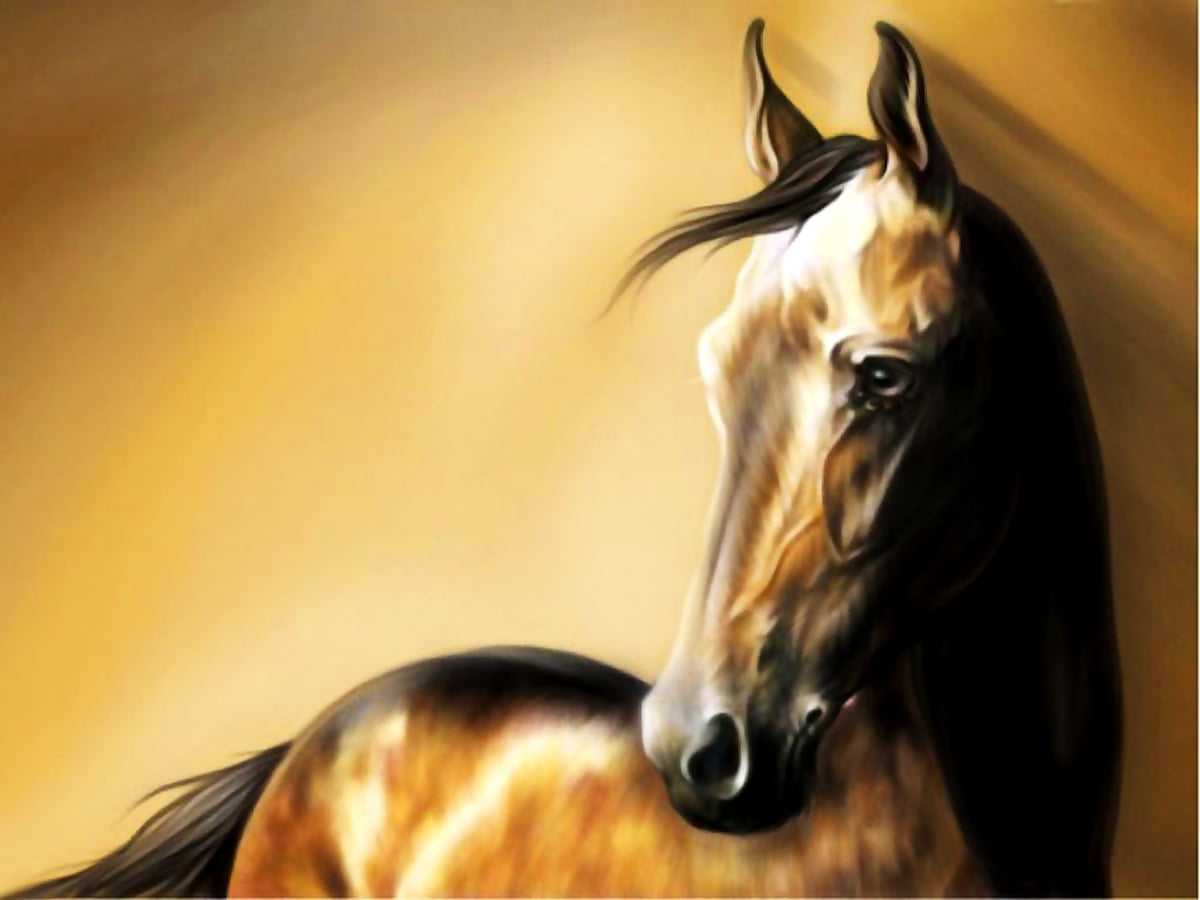 Häst, Hingst, Mustang Häst bakgrund | Gratis Nedladdning