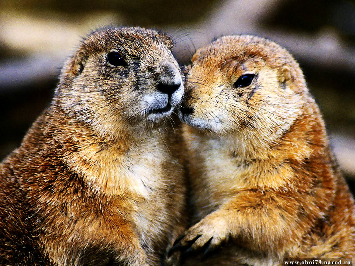 Bakgrundsbild Murmeldjur, Djur, Präriehundar | Gratis Bilder