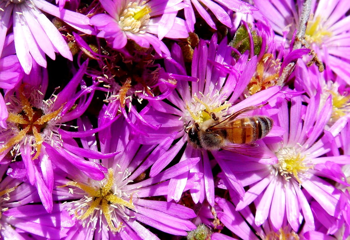 Blommor, Blomma, Honungsbi bakgrund | Gratis Skrivbordsbilder