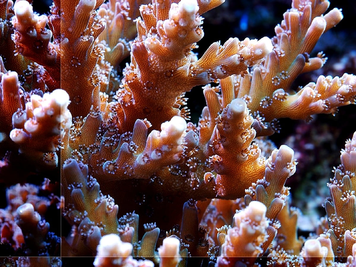 160+ Korallrev bakgrunder HD | Ladda Ner Gratis