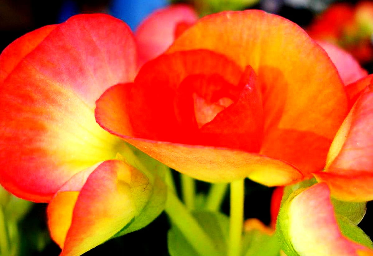 460+ Blomma bakgrundsbilder HD | Ladda Ner Gratis