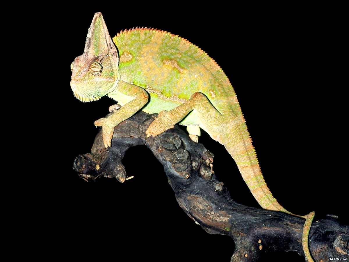 30+ Leguan bakgrundsbilder HD 🔥 Ladda Ner Gratis