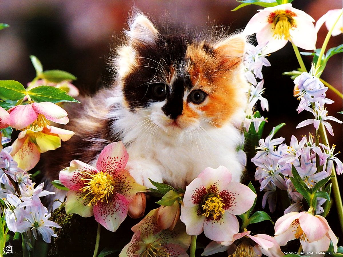 Katter, Blommor, Fikus bakgrundsbild 🔥 Topp Gratis Bakgrunder