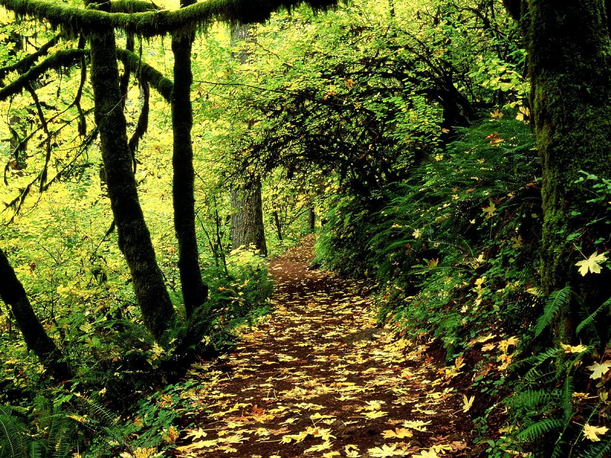 520+ Skog bakgrundsbilder HD | Ladda Ner Gratis