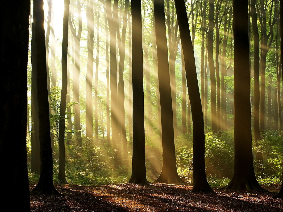 Häftig bakgrund Skog, Natur, Gammelskog | Ladda Ner Skrivbordsbilder