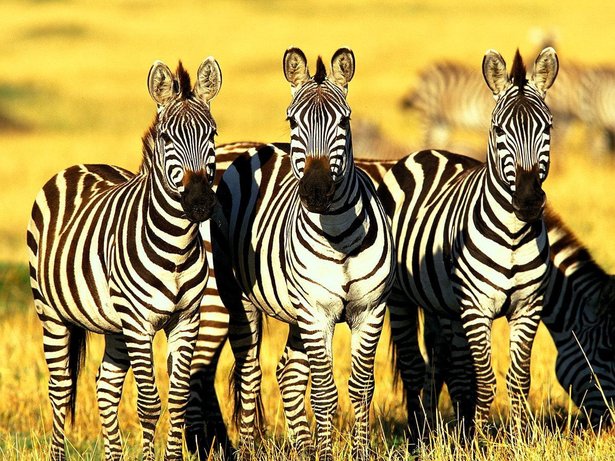 Zebra bakgrundsbilder HD | Ladda Ner Gratis
