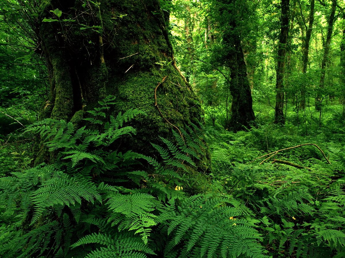 520+ Skog bakgrundsbilder HD | Ladda Ner Gratis