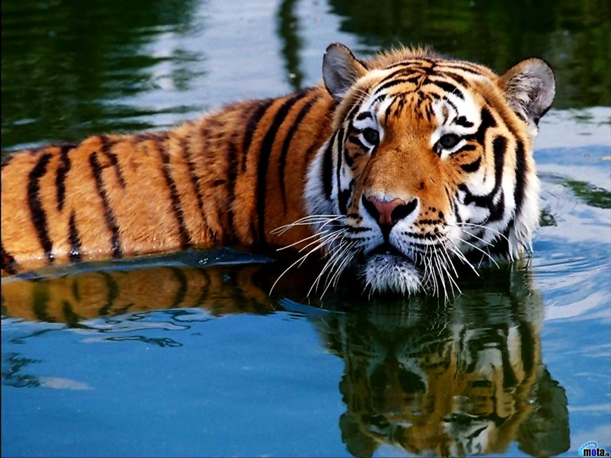 Bakgrund Tiger, Vilda Djur, Bengalisk Tiger | Bästa Bilder