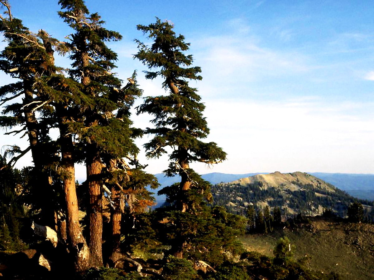 Bakgrund Skog, Balsamgran, Contortatall | Gratis Bilder