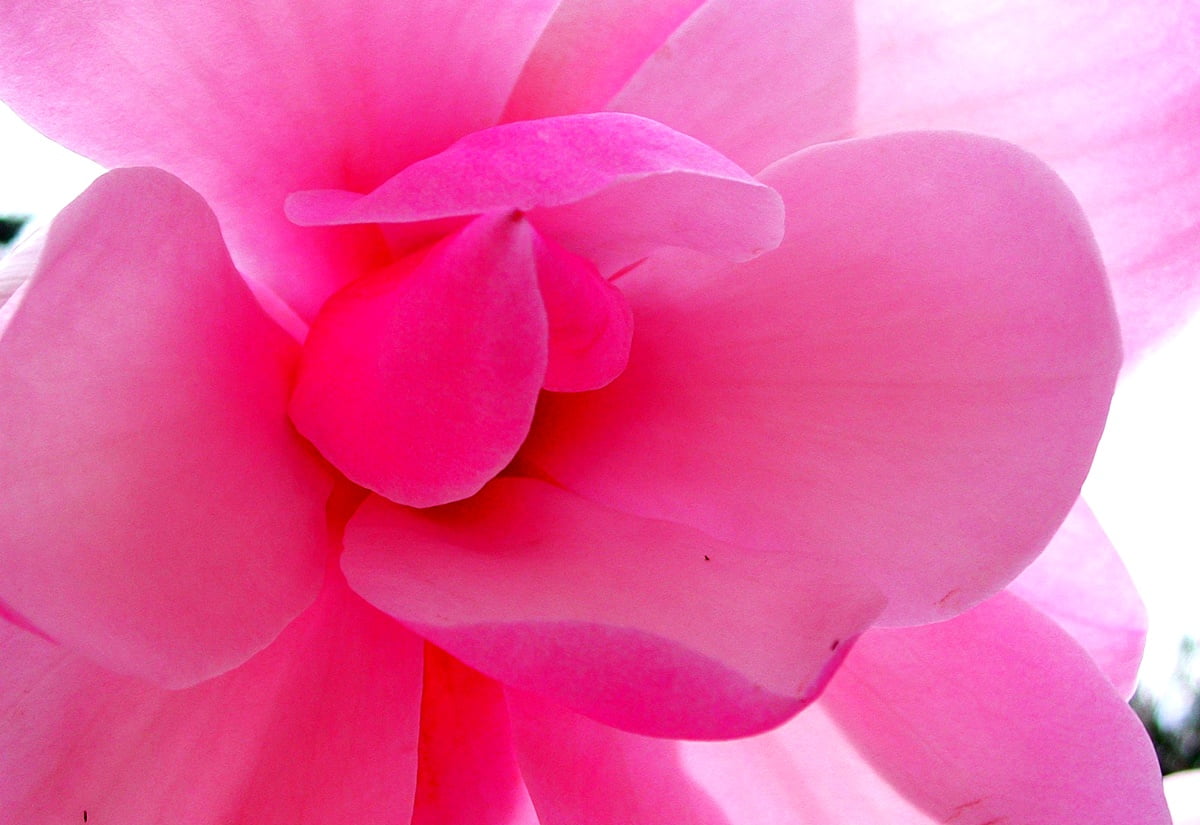 Snygg bakgrundsbild Kronblad, Vår, Rosa | Gratis Skrivbordsbilder