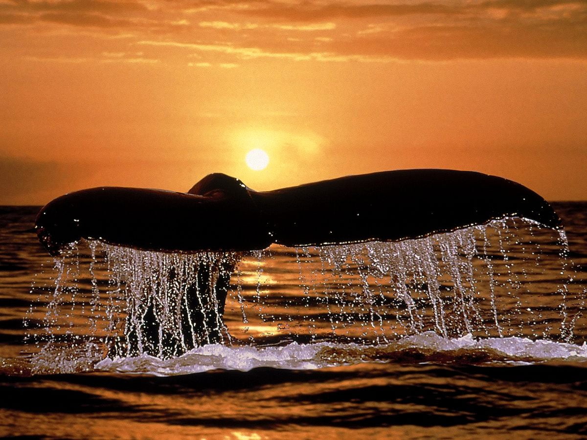 Snygg bakgrundsbild Ocean, Val, Delfin | Gratis Skrivbordsbilder
