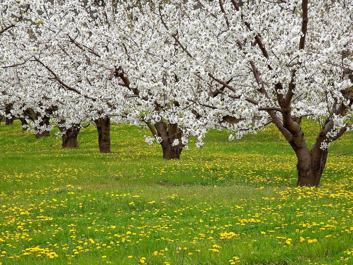 460+ Blomma bakgrundsbilder HD 🔥 Ladda Ner Gratis