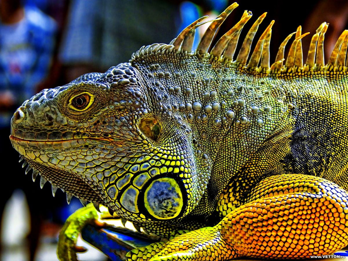 Bakgrund Reptil, Djur, Ödla | Topp Gratis Bakgrunder