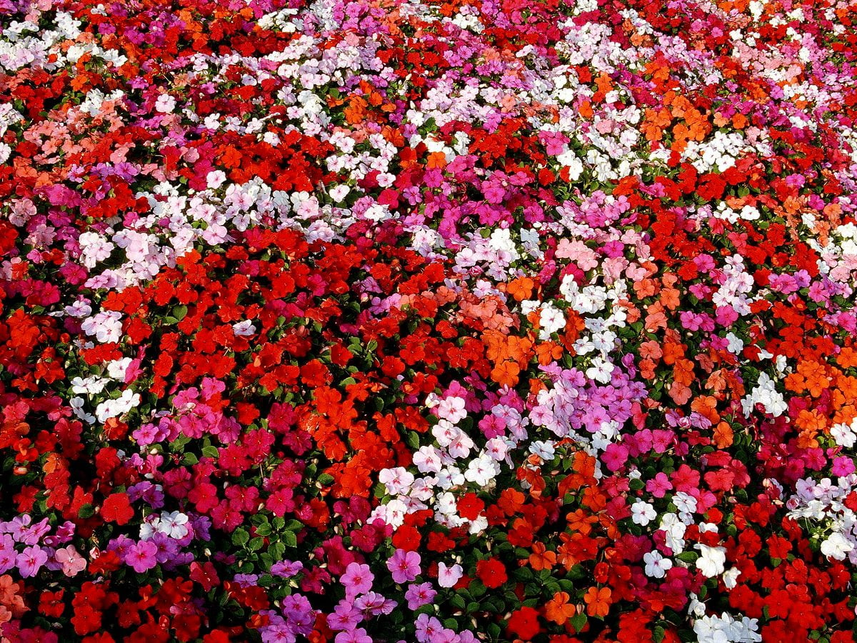 Bakgrundsbild Blommor, Landskap, Flitiga Lisa | Ladda Ner Bilder