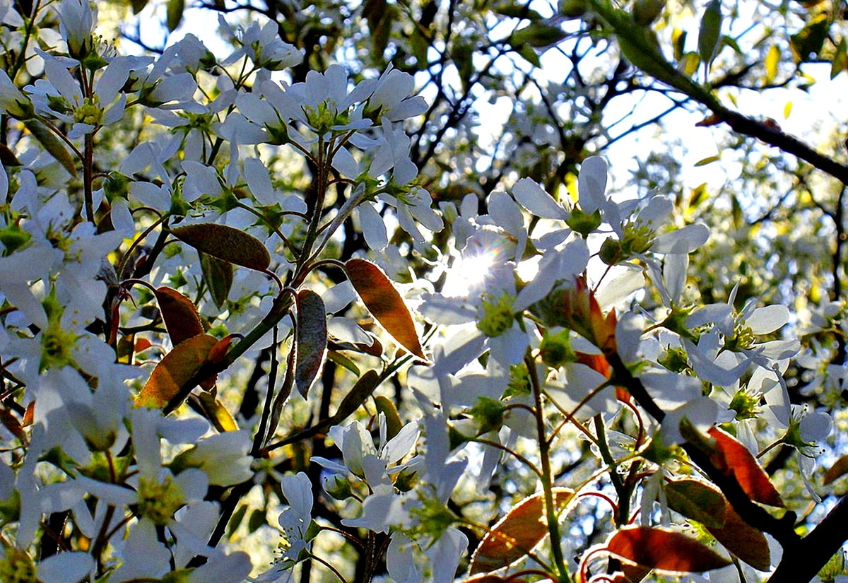 Fin skrivbordsbild Vår, Blommor, Blomma | Ladda Ner Skrivbordsbilder
