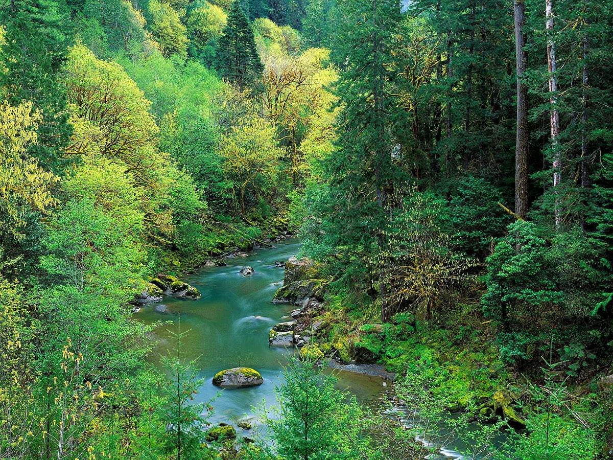 520+ HD bakgrundsbilder Skog | Ladda Ner Gratis