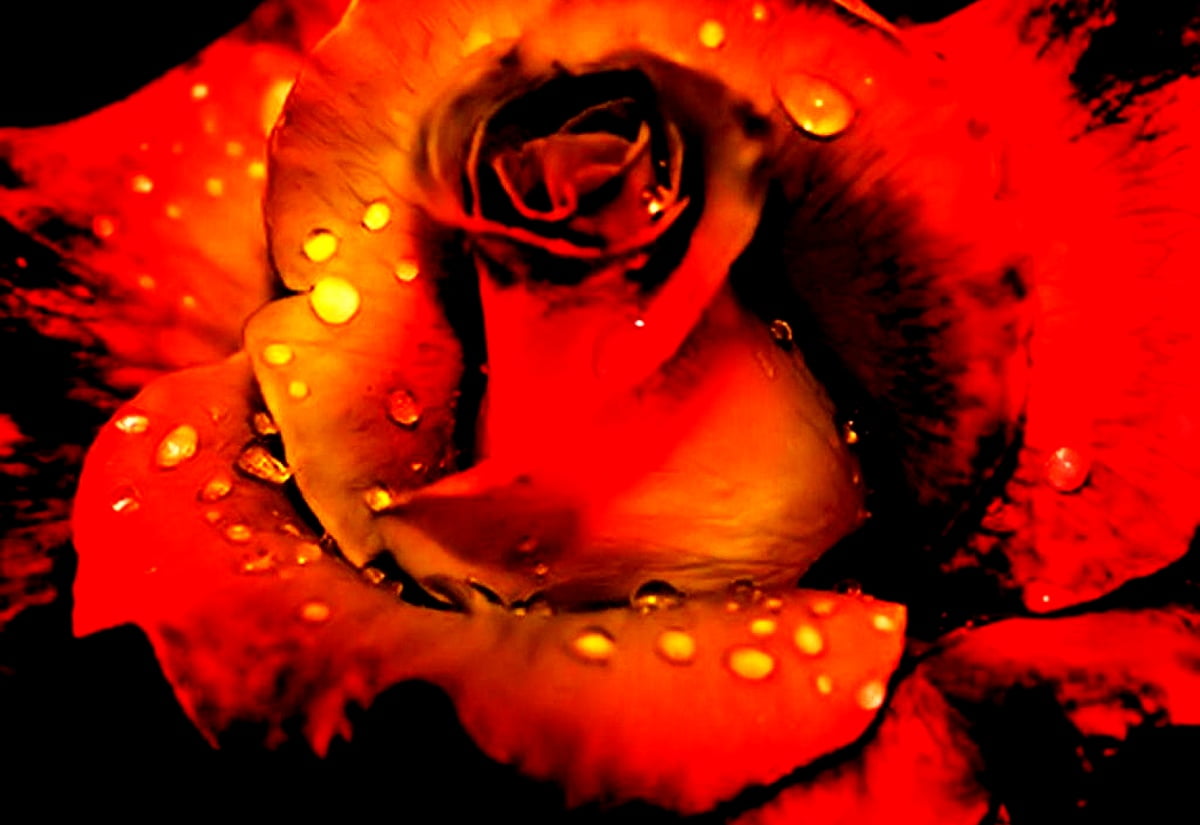 960+ 4K Kronblad bakgrundsbilder 🔥 Gratis Bilder