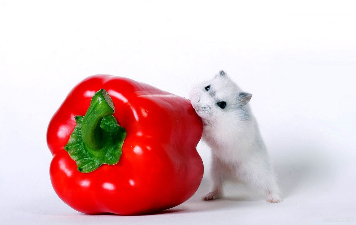 Hamster bakgrundsbilder HD | Ladda Ner Gratis