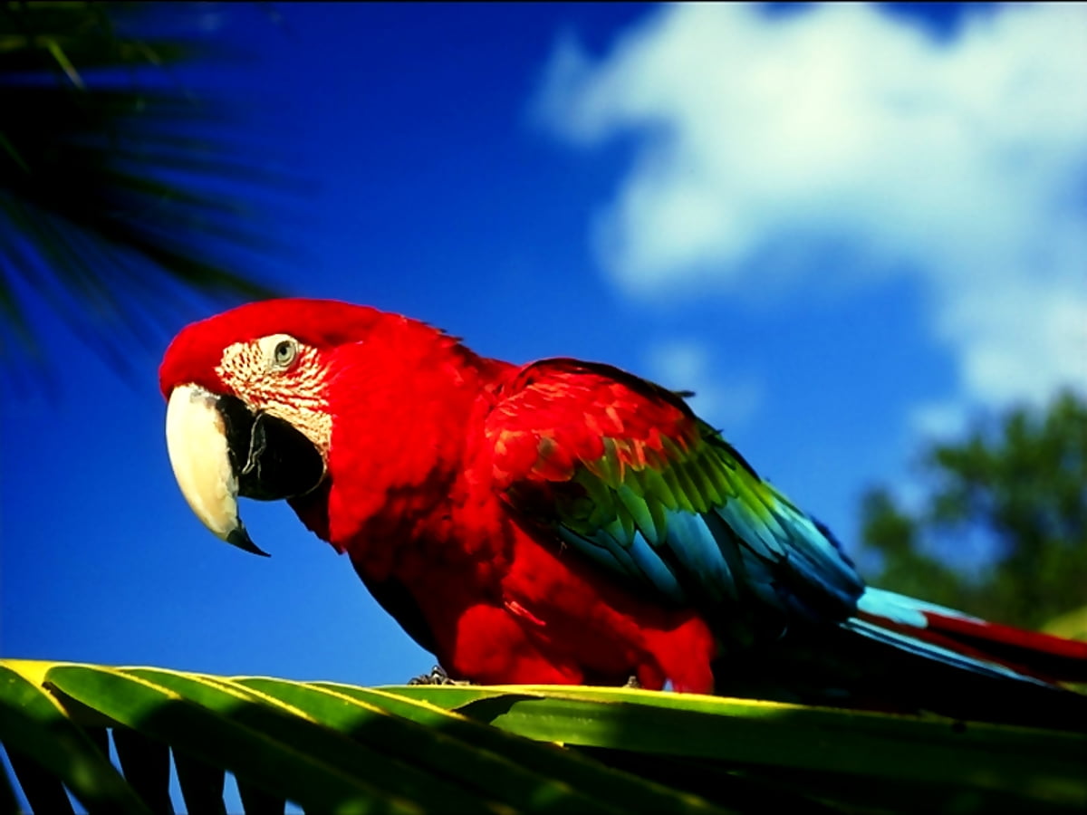 Bakgrundsbild Fågel, Ara, Papegoja | Gratis Bilder