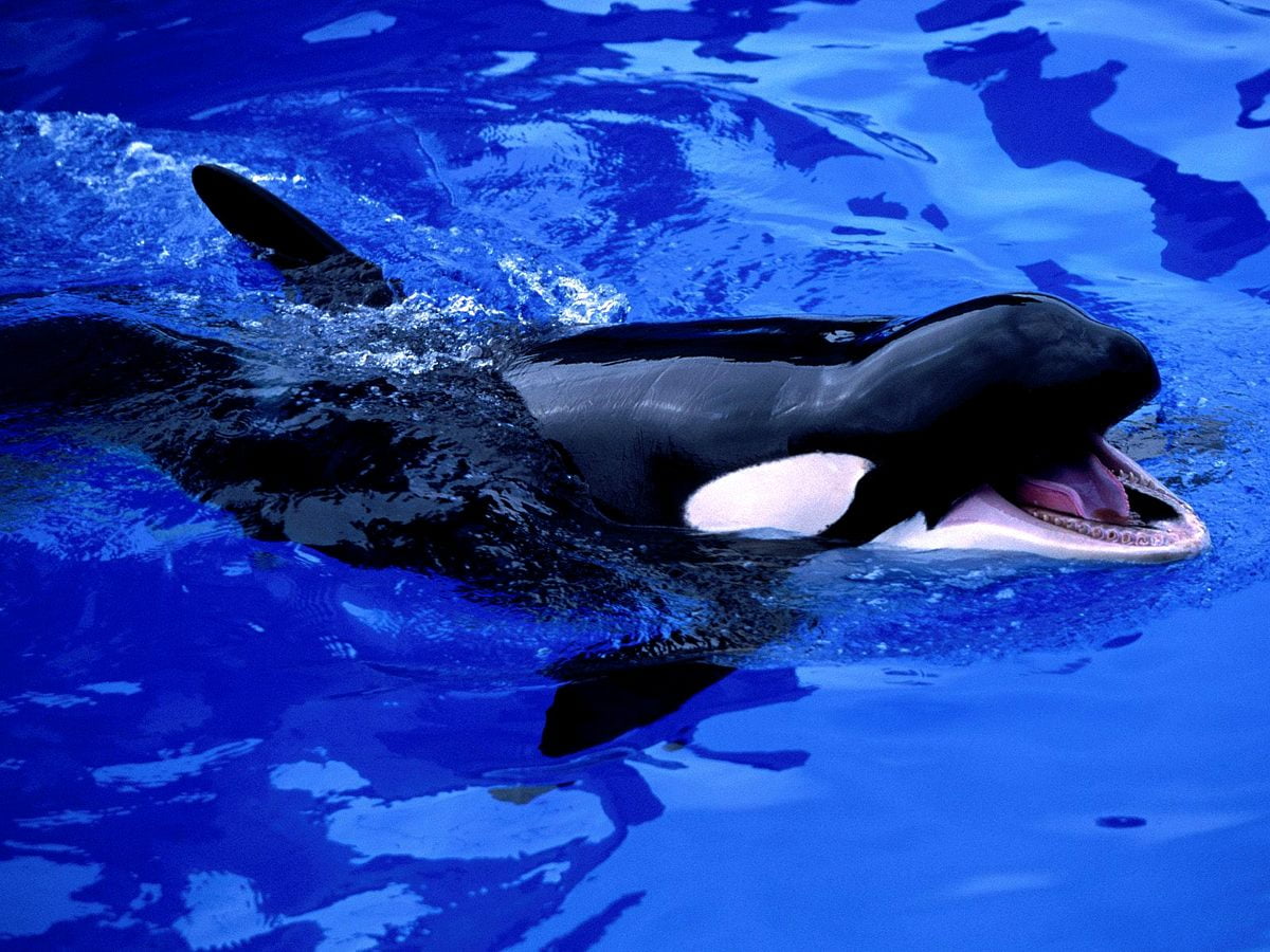 Bakgrund Späckhuggare, Ocean, Djur | Bästa Bilder