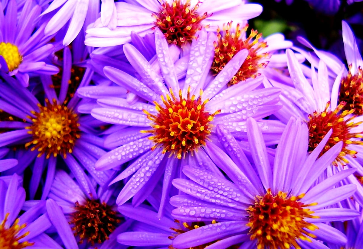 Bakgrund Blommor, Blomma, Aromatisk Aster | Gratis Bilder
