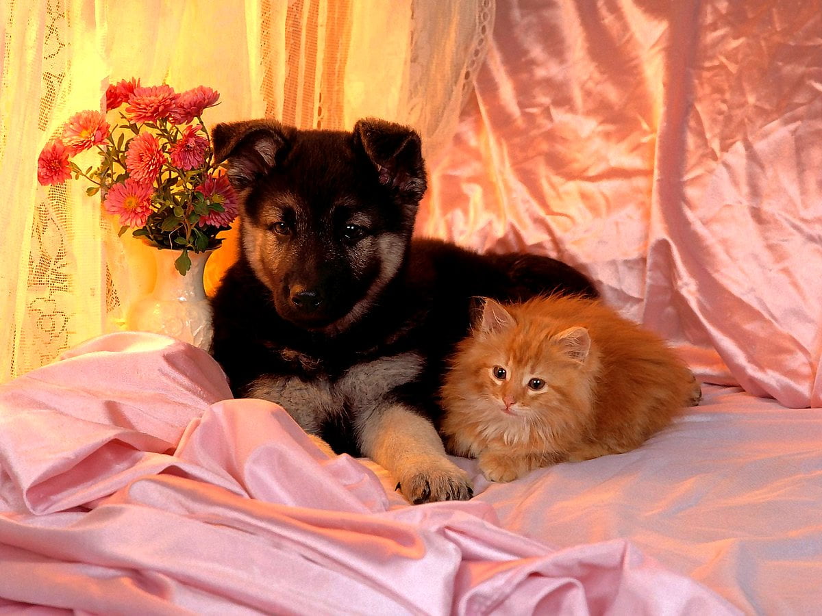 Bra bakgrundsbild Kattungar, Hundar, Valpar | Gratis Bakgrundsbilder