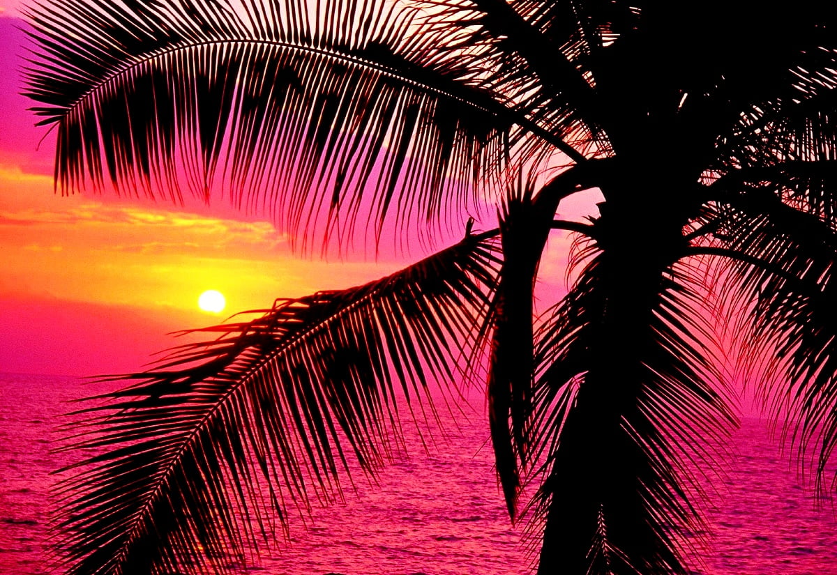 Bakgrundsbild Himmel, Natur, Palmträd | Gratis Bakgrundsbilder