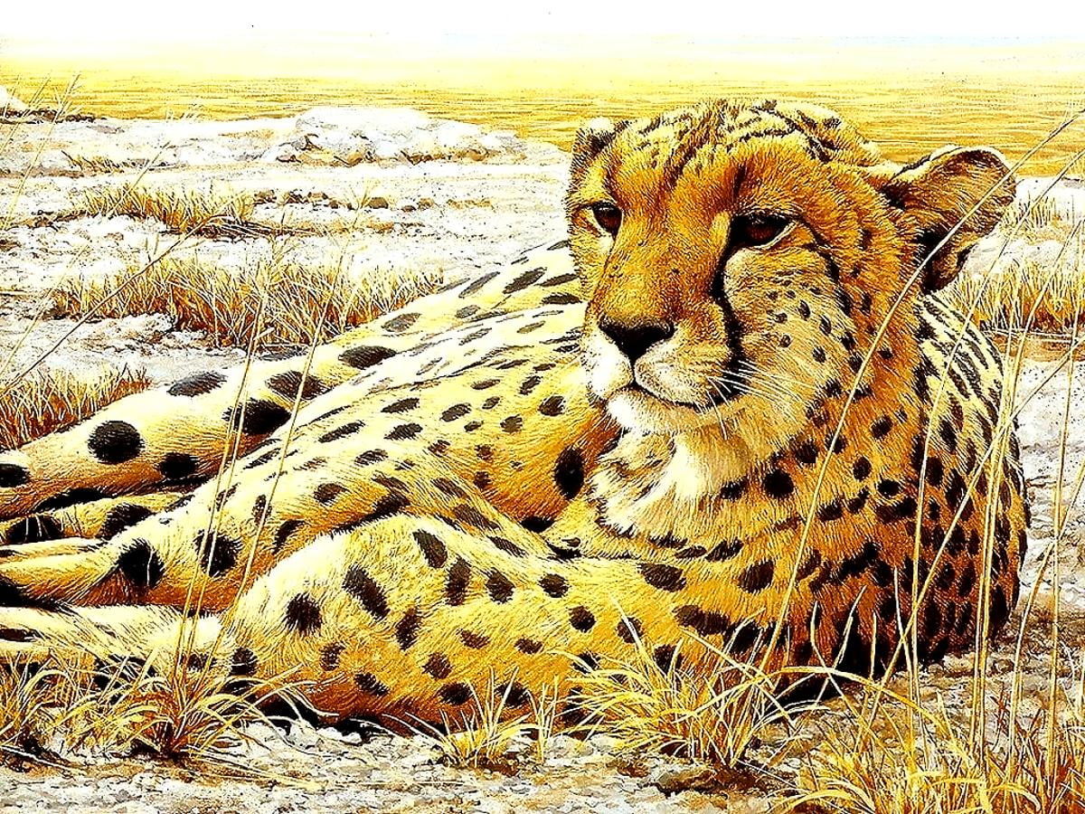 Bakgrundsbild Gepard, Vilda Djur, Djur | Ladda Ner Bilder