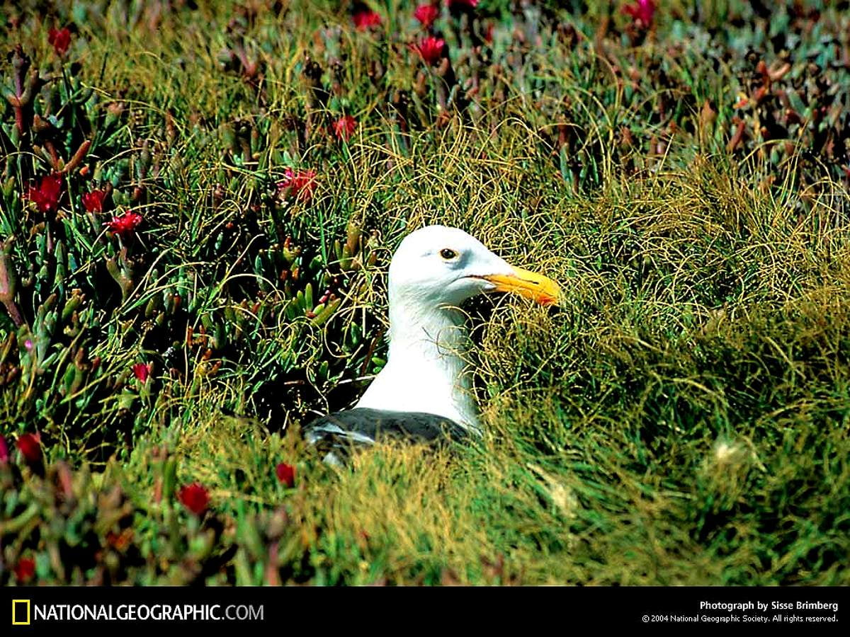 Albatross bakgrundsbilder HD | Ladda Ner Gratis