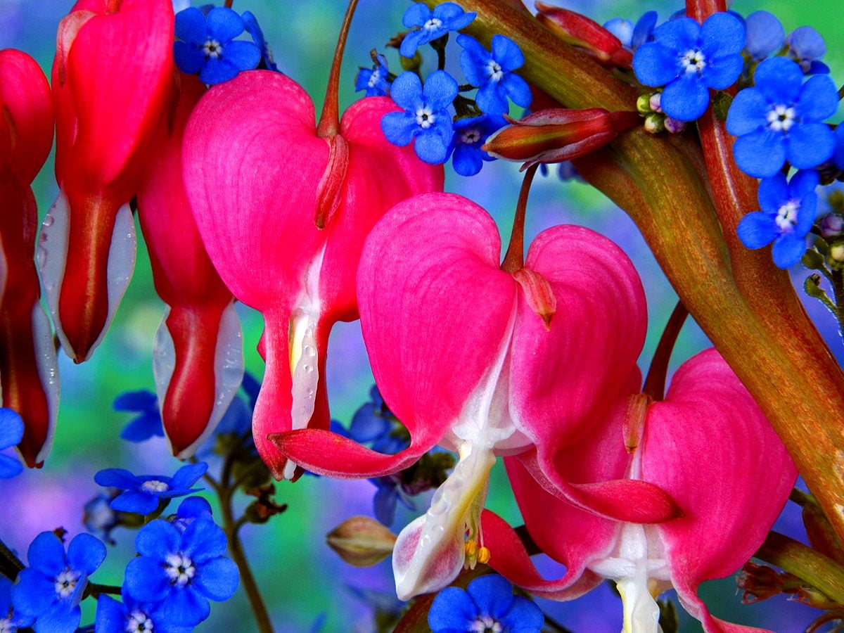 80+ Makro blomma bakgrundsbilder HD | Ladda Ner Gratis