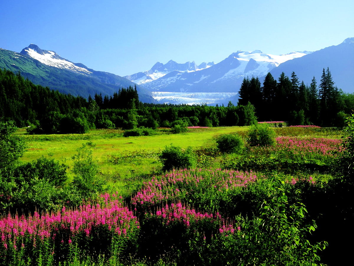 2000+ Coola bakgrunder Natur | Gratis Bilder