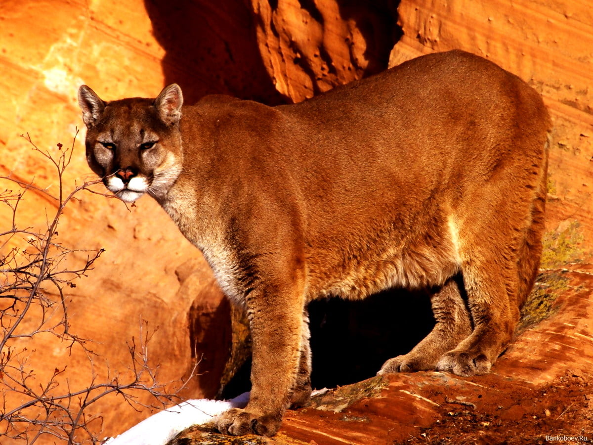 Puma Bakgrundsbilder HD Ladda Ner Gratis Puma Bakgrundsbilder HD Ladda Ner Gratis