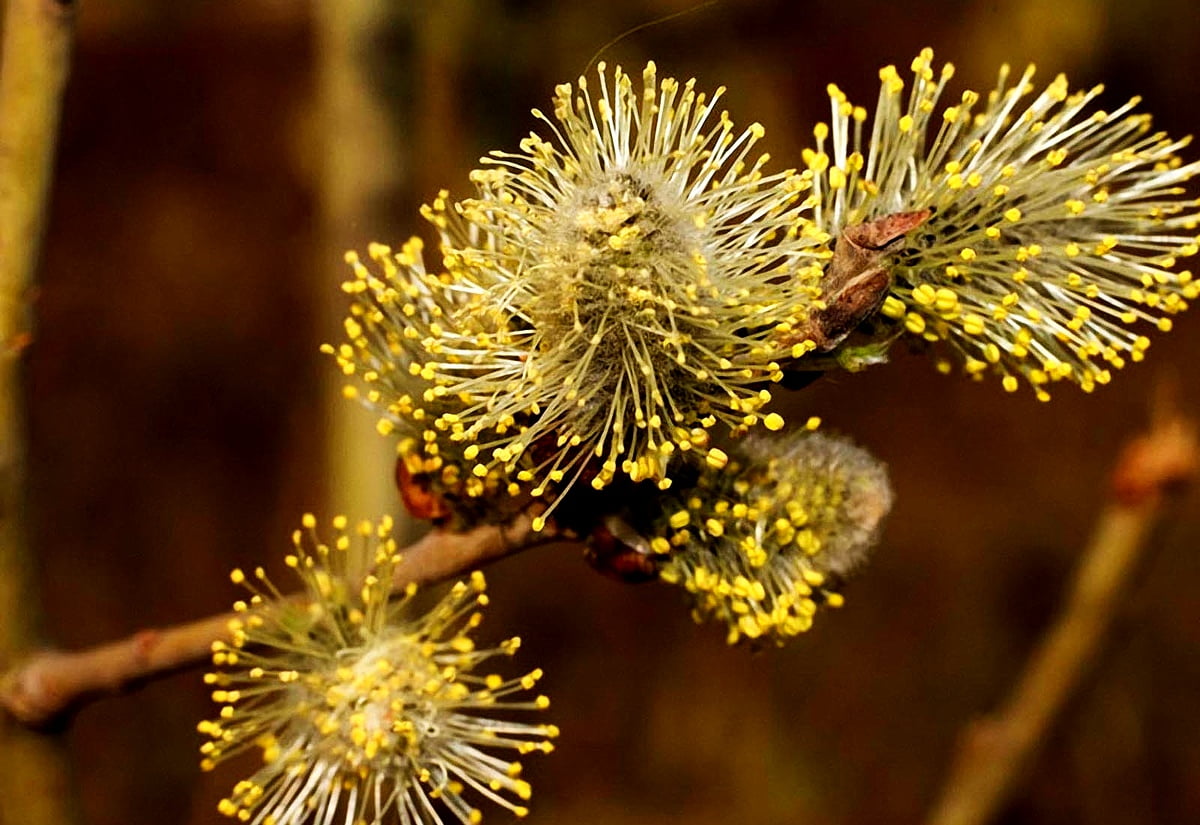 Bakgrund Vår, Vide, Contortatall | Topp Gratis Bilder
