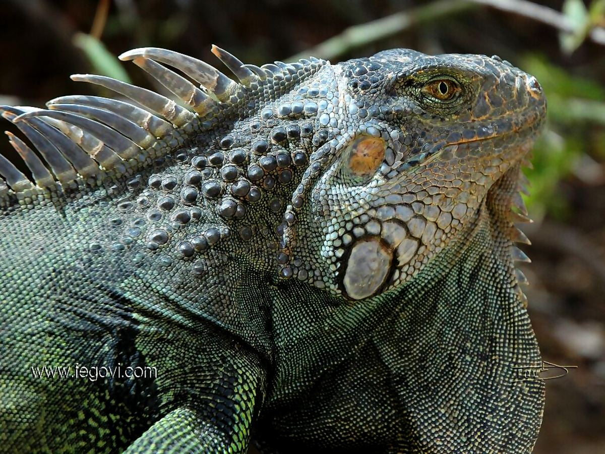 Bakgrundsbild android Reptil, Leguan, Grön Leguan | Gratis Skrivbordsbilder